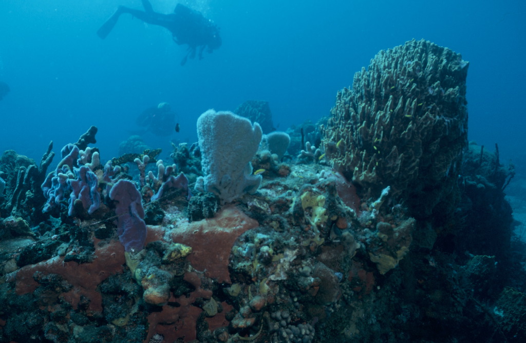 Faune marine - Horizon Guadeloupe